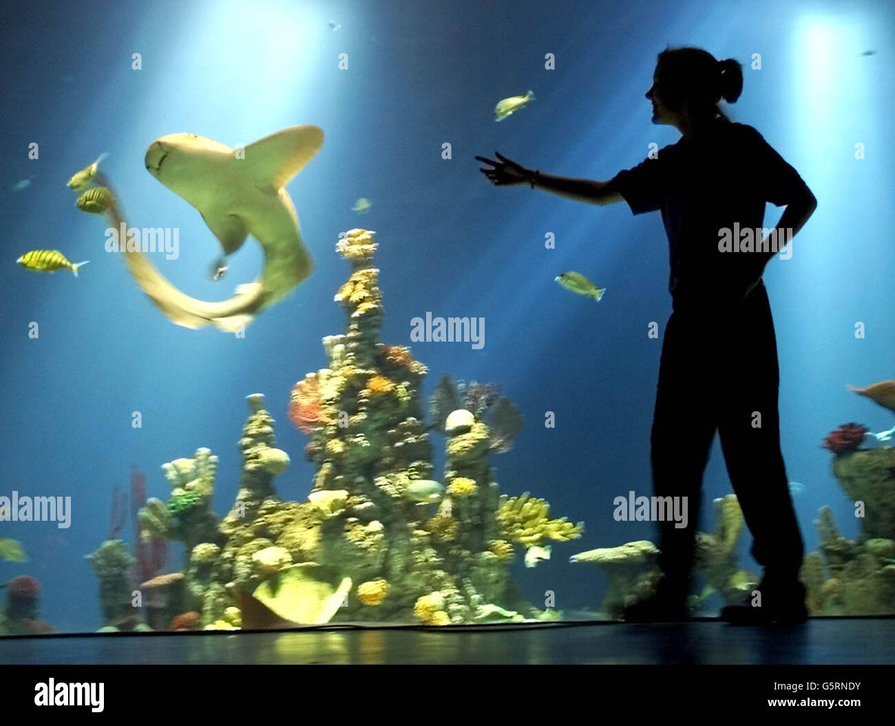 Laura Wallace, a guide at the world's only submarium, the Deep ...