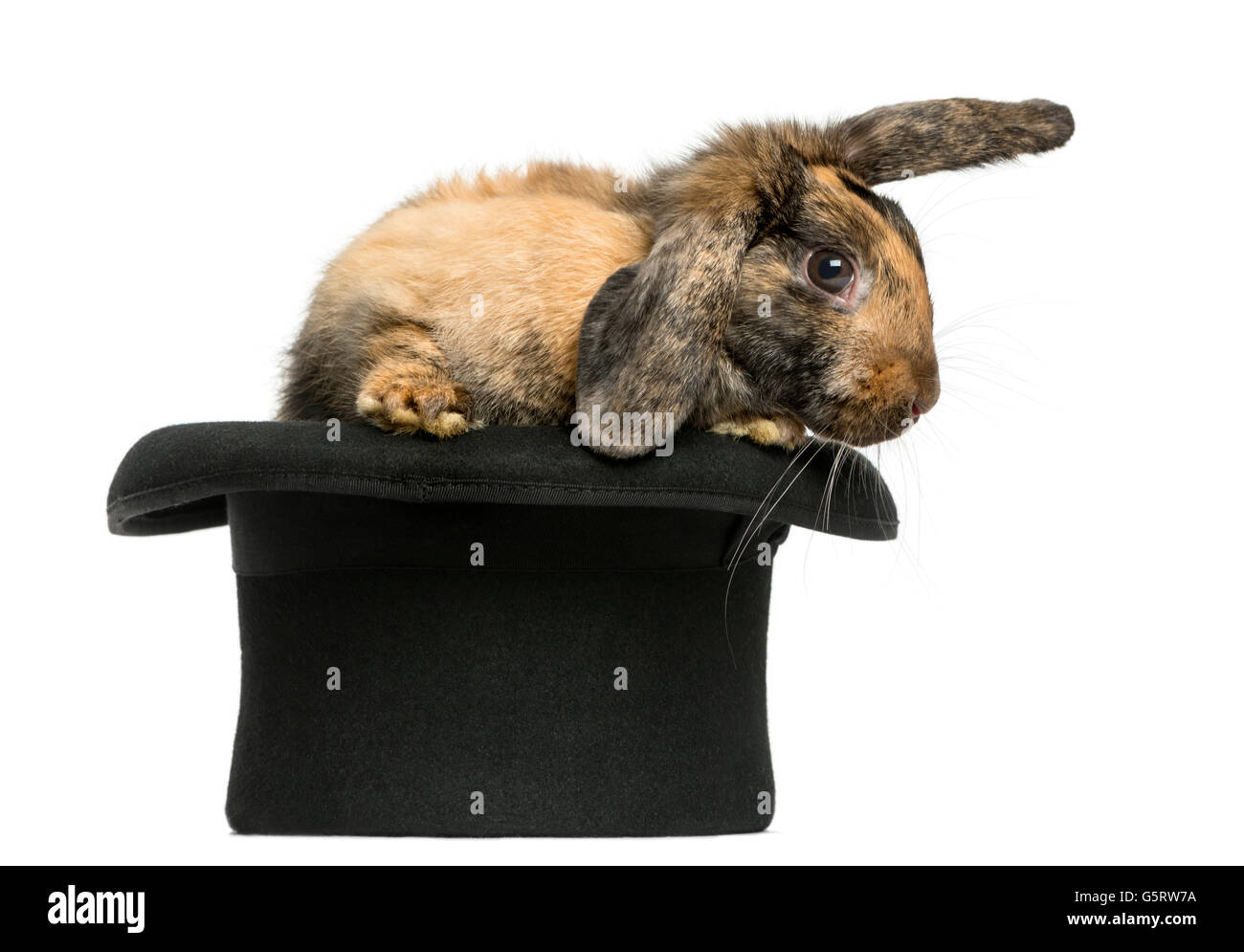 Rabbit getting out of a top hat in front of a white background Stock ...