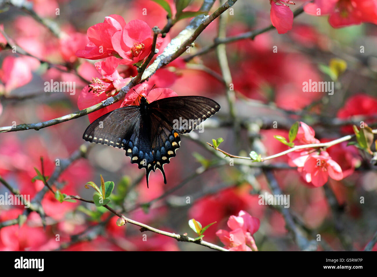 Swallow tail butterflies hi-res stock photography and images - Alamy