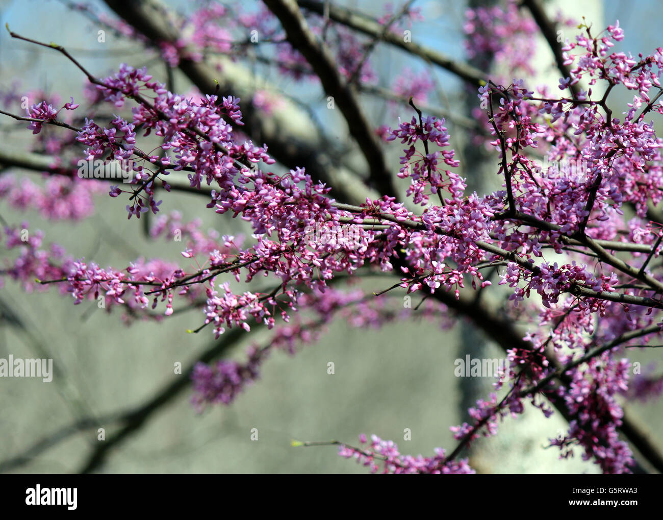 Mauve blossoms hi-res stock photography and images - Alamy