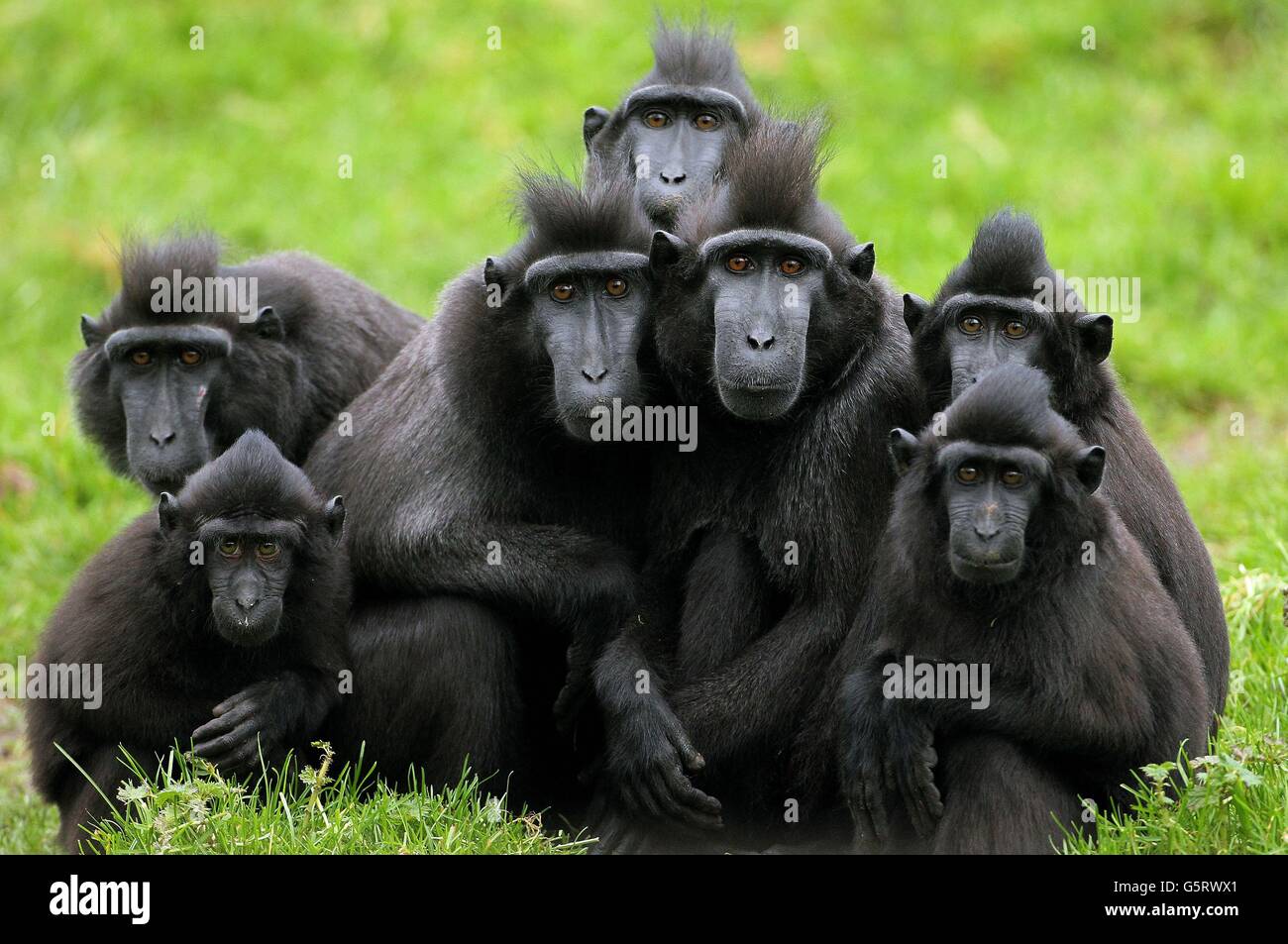 STANDALONE A group of Crested Macaques, more used to tropical ...