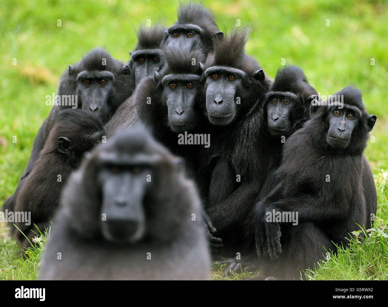 Standalone a group of crested macaques hi-res stock photography and ...