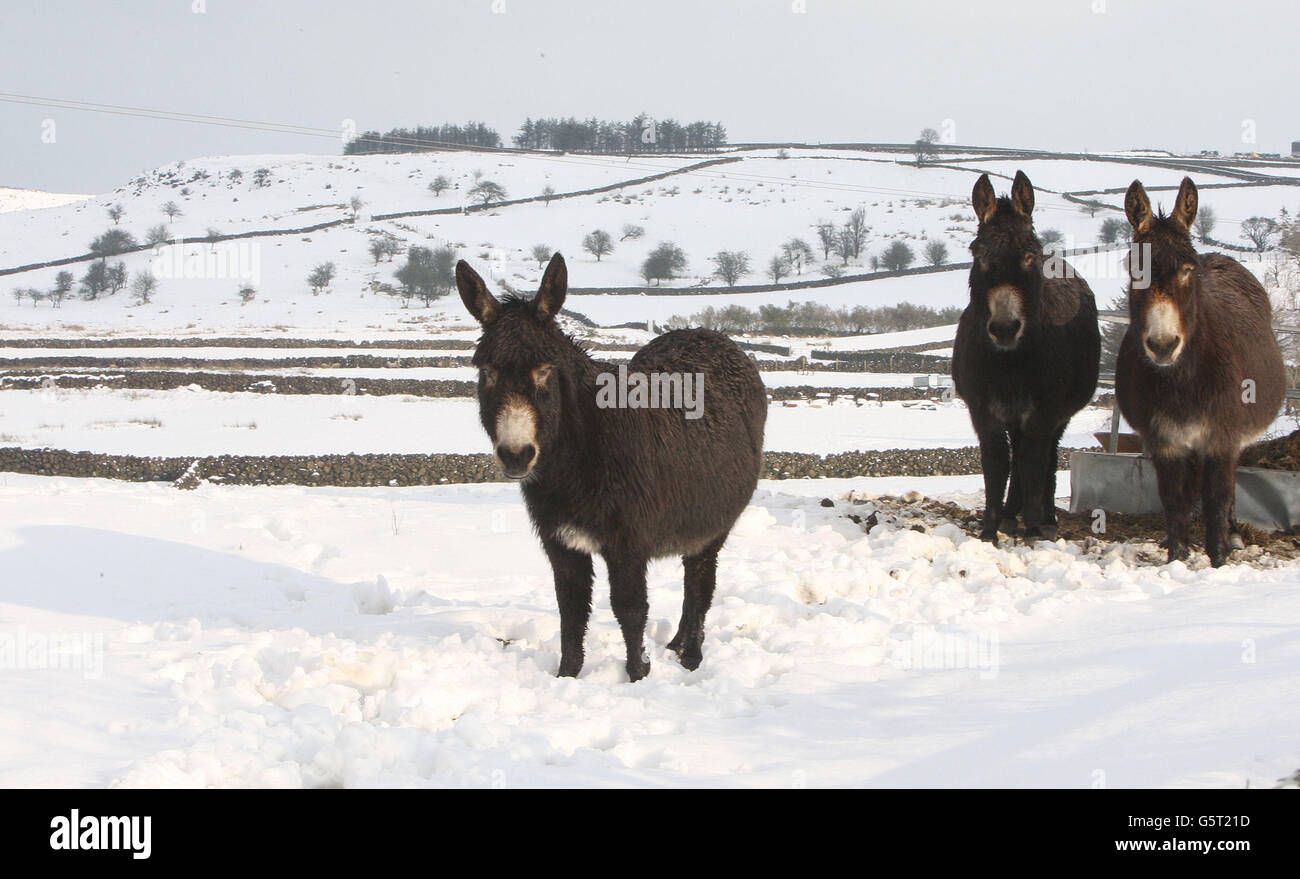 Three donkey's in the snow covered hills above the Glens of Antrim, as ...