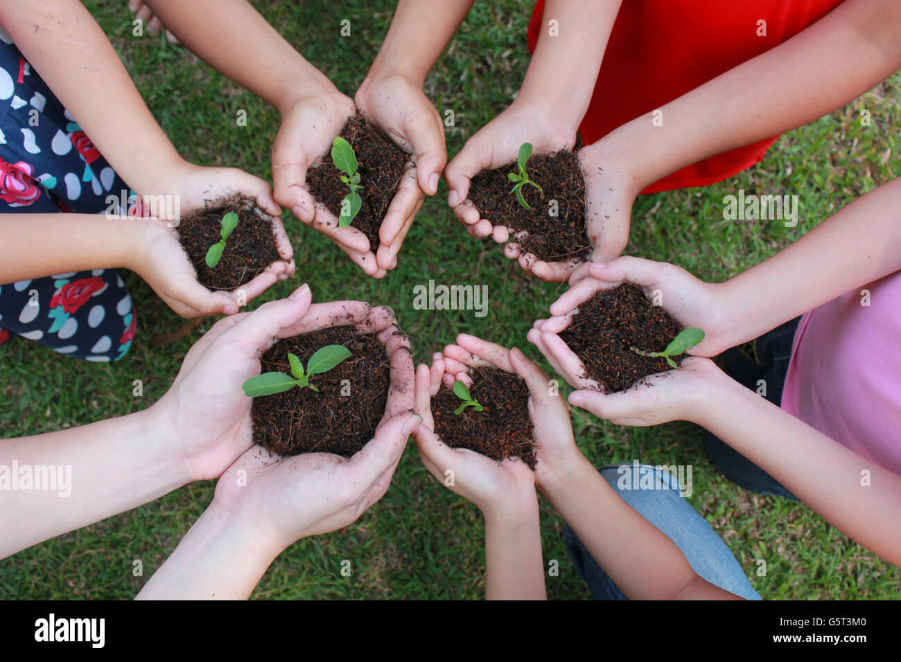 Hands holding sapling in soil surface Stock Photo - Alamy