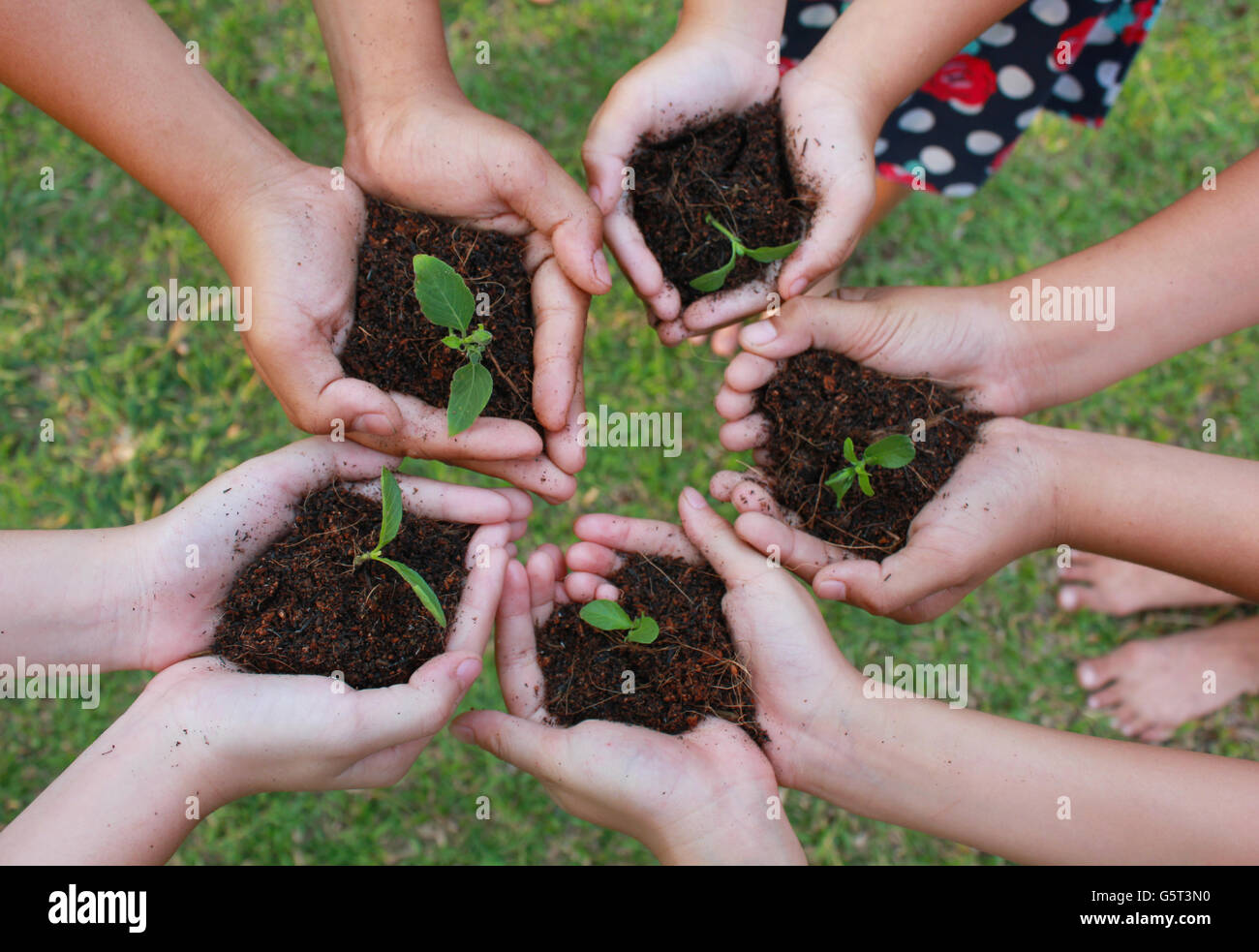 Hands holding sapling in soil surface Stock Photo - Alamy
