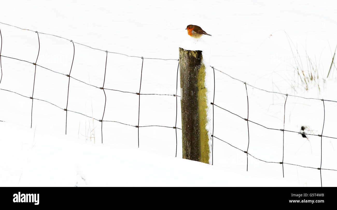 Robin on a snow covered wire fence Langley, Cheshire as the winter ...
