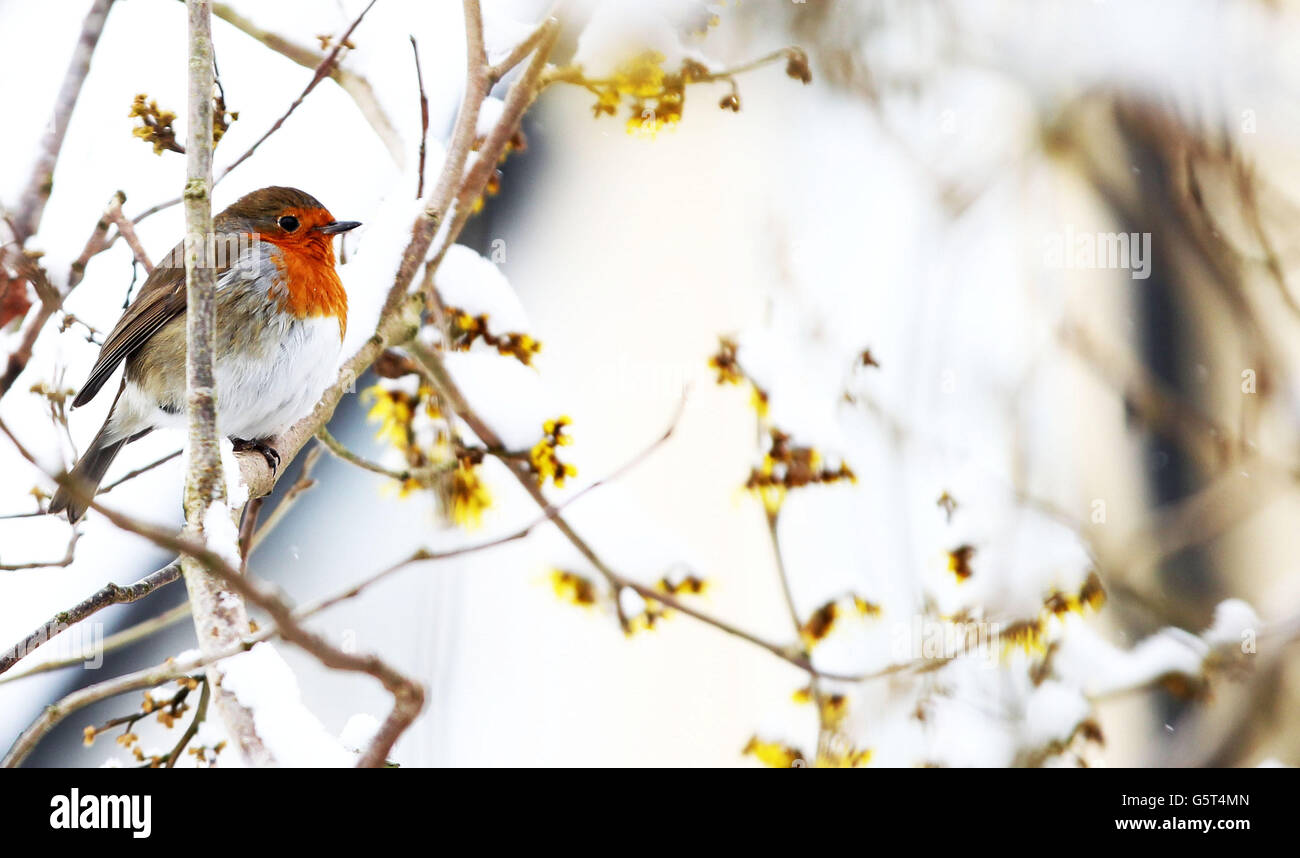 Robin in cheshire hi-res stock photography and images - Alamy