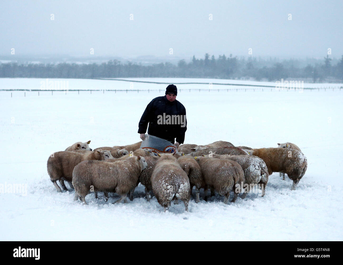 Farmer Paul Rattray from Westpark farm near Auchterarder puts sillage ...