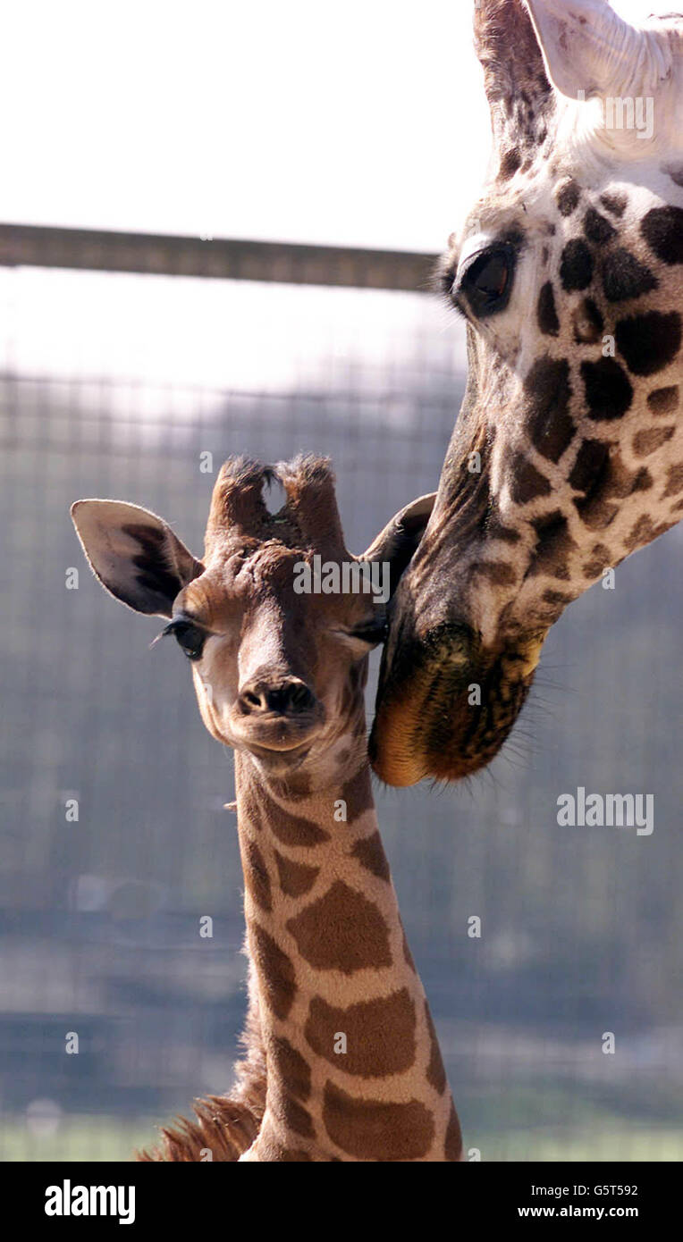 Biffa the giraffe Stock Photo - Alamy