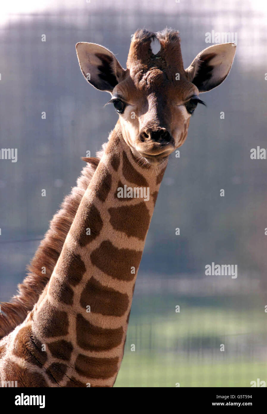 Biffa the giraffe Stock Photo - Alamy