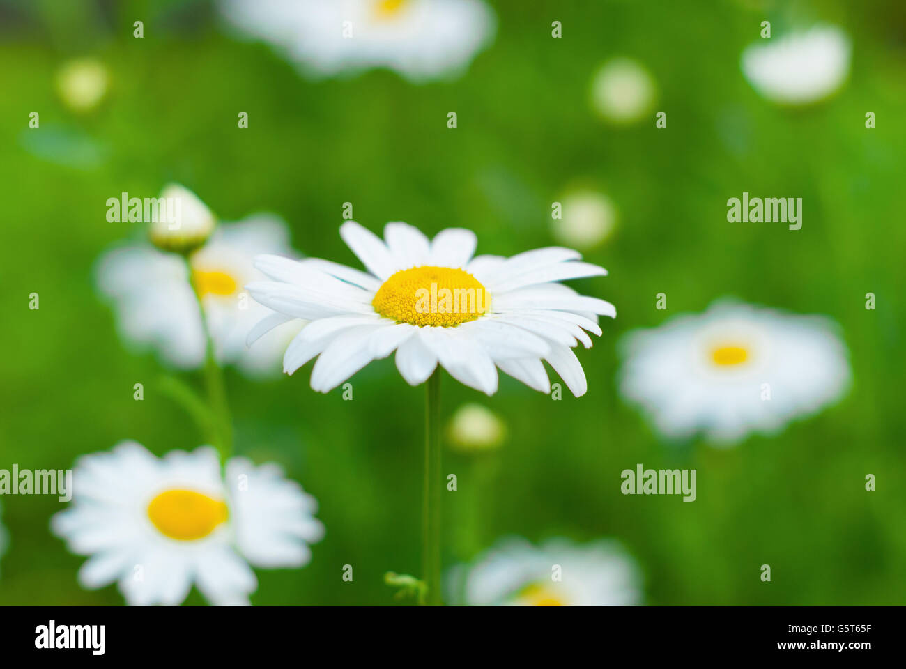 White daisy close up with blurred background Stock Photo - Alamy