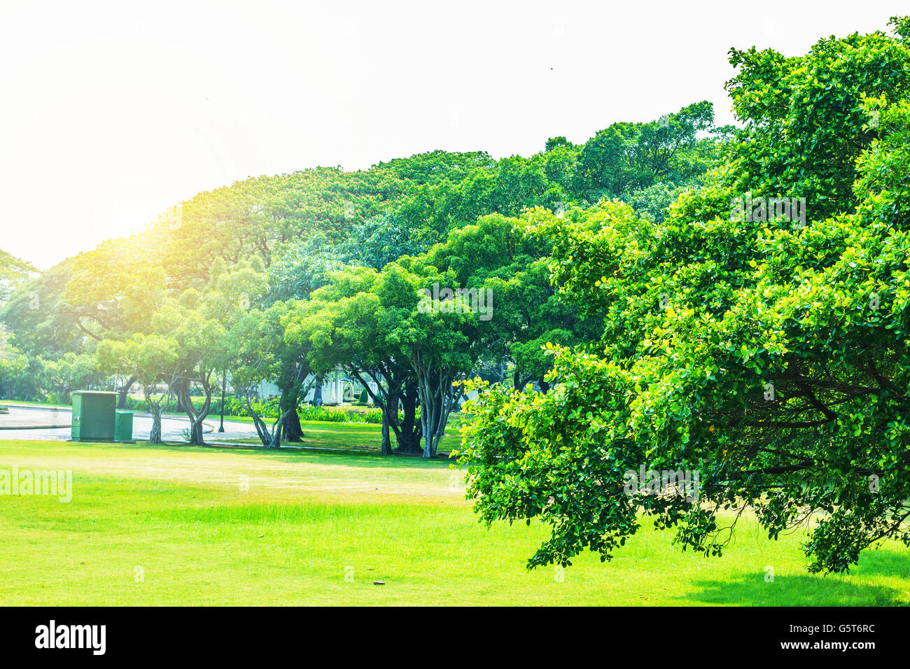 Branches of a tree sticking out on the lawn in park Stock Photo - Alamy