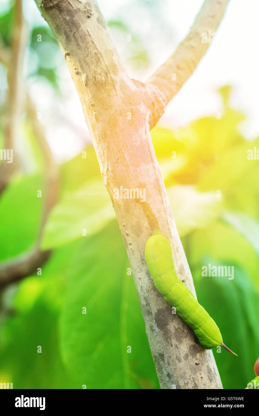 Tobacco worm hi-res stock photography and images - Alamy
