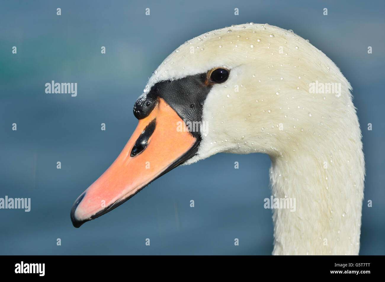 Swan head hi-res stock photography and images - Alamy