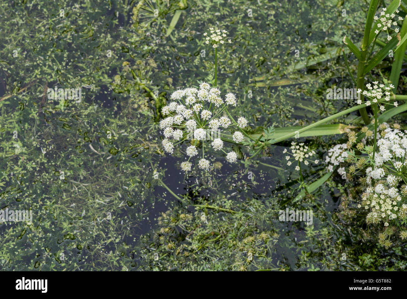 A flower head of a water dropwort Stock Photo - Alamy