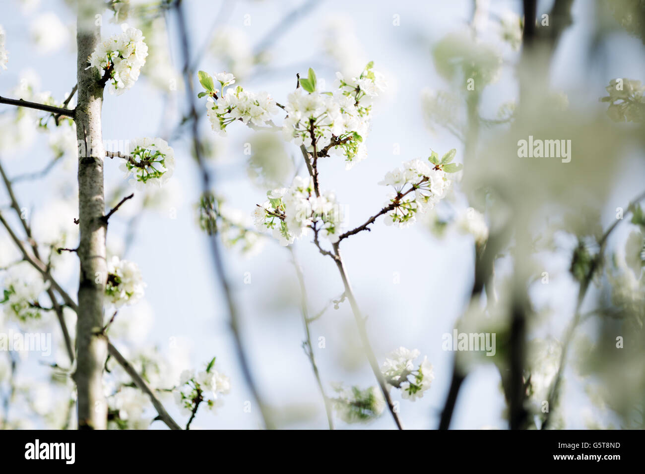 Sprin blossom hi-res stock photography and images - Alamy