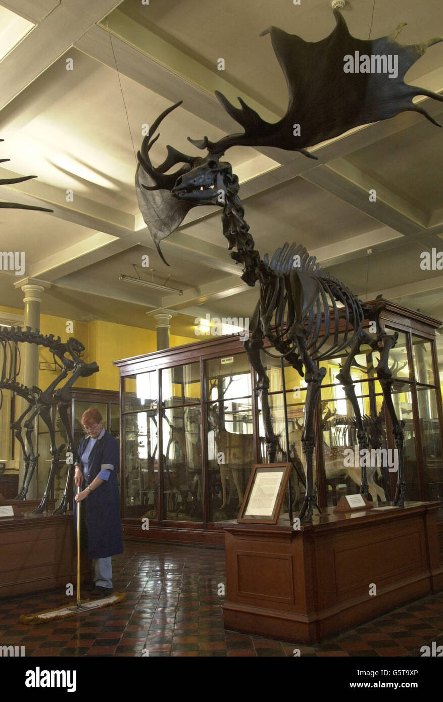 Irish Giant Deer High Resolution Stock Photography and Images - Alamy