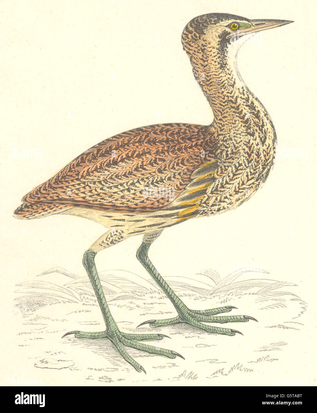 BIRDS: Bittern. Found in Europe. Africa. Asia (Morris), antique print ...