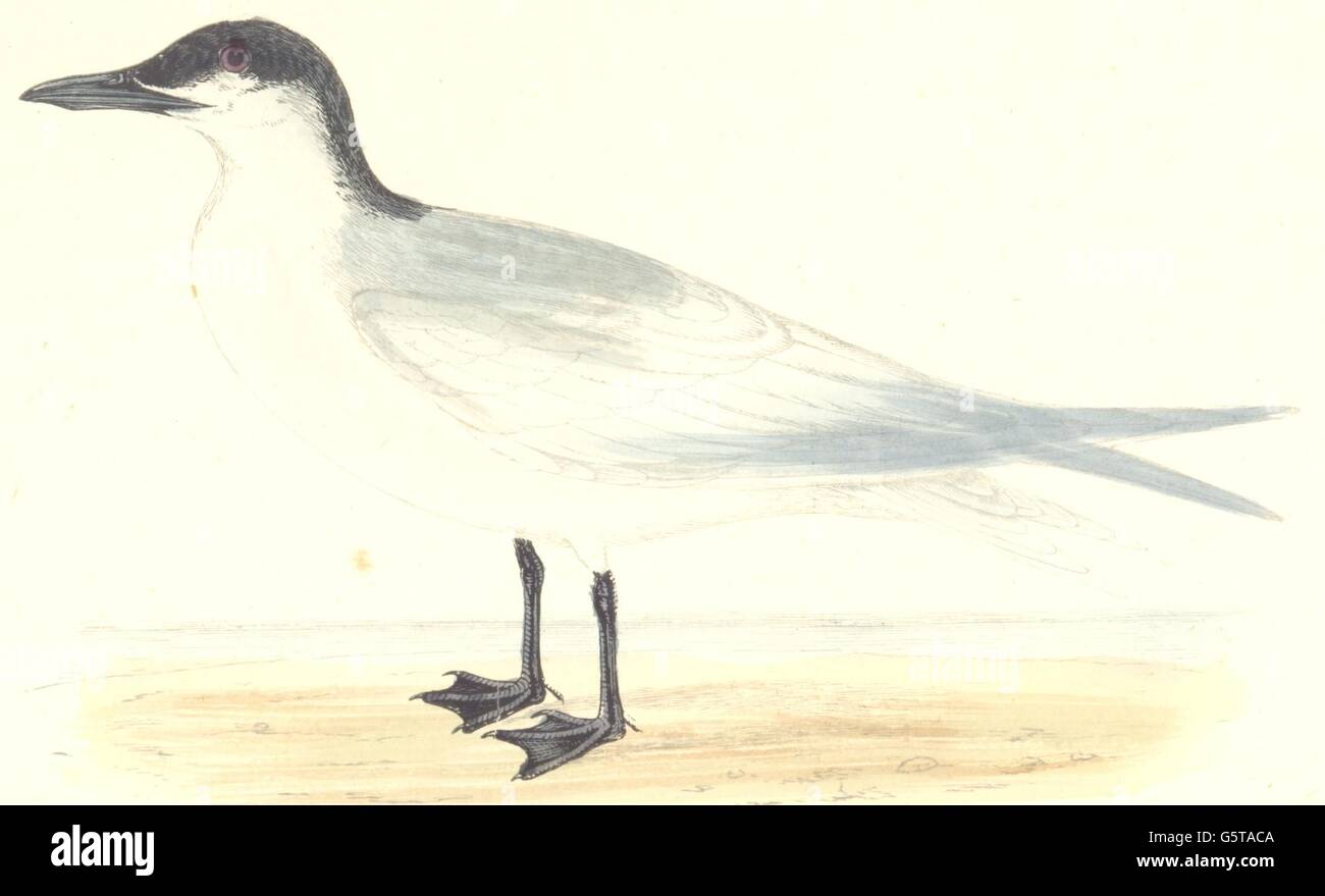 BIRDS: Gull Billed Tern. Found in Europe. USA. Asia (Morris), old print ...