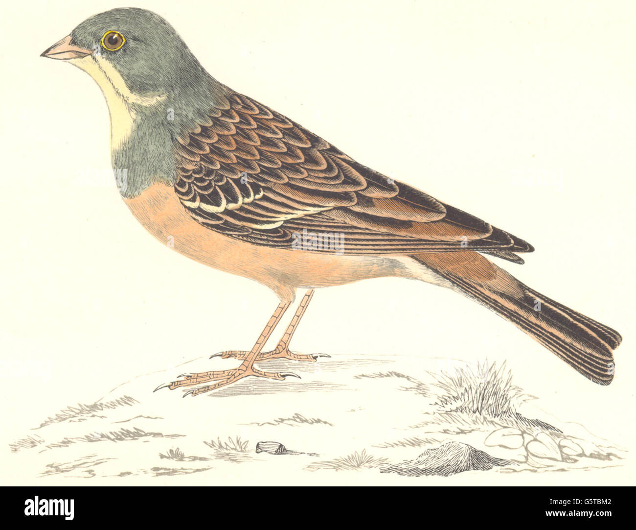 BIRDS: Ortolan. Found in Europe. Asia. East Indies (Morris), old print ...
