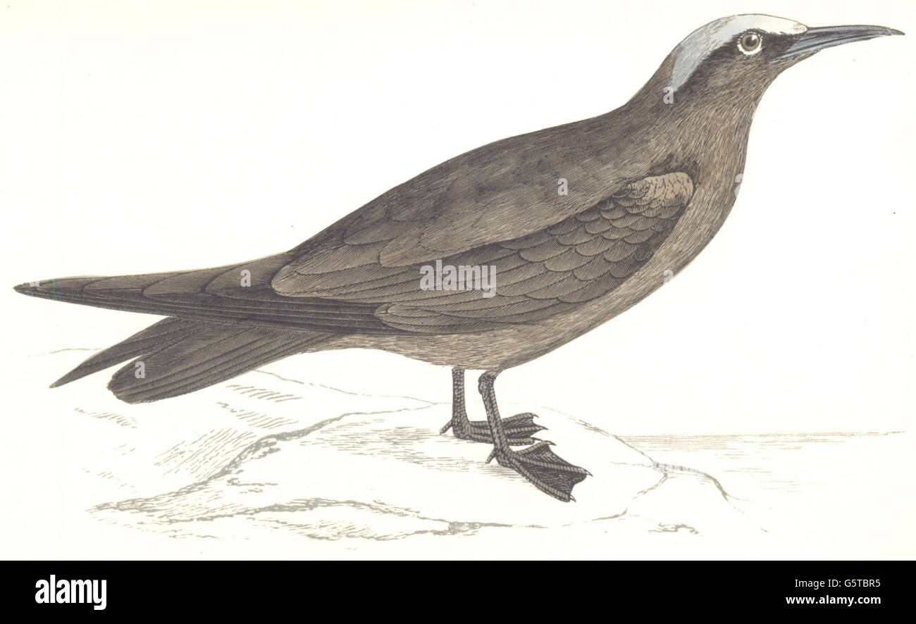 BIRDS: Noddy. Found in Europe. USA. Asia (Morris), antique print 1865 ...