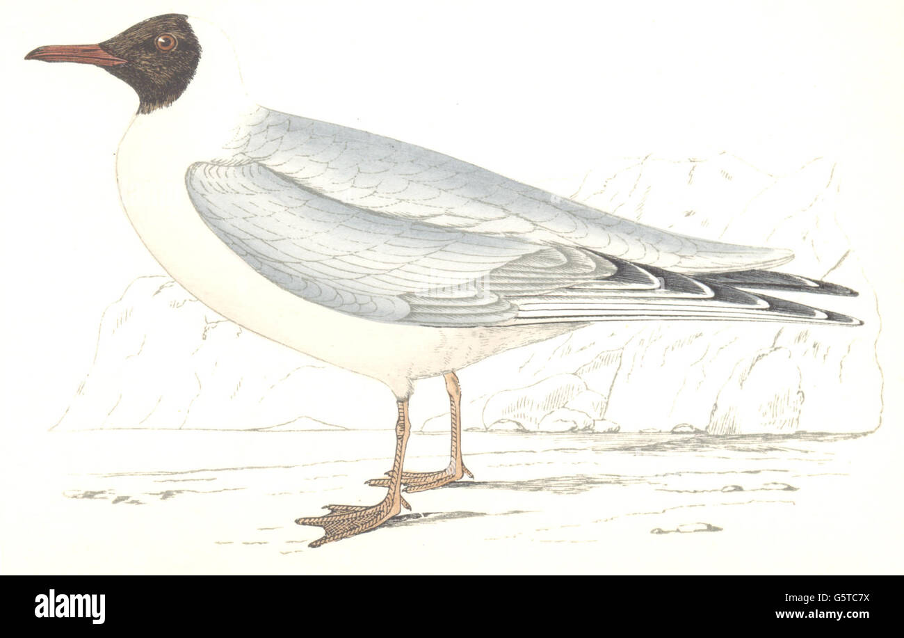 BIRDS: Masked Gull. Found in Europe. USA: Masked Gull (Morris), old ...