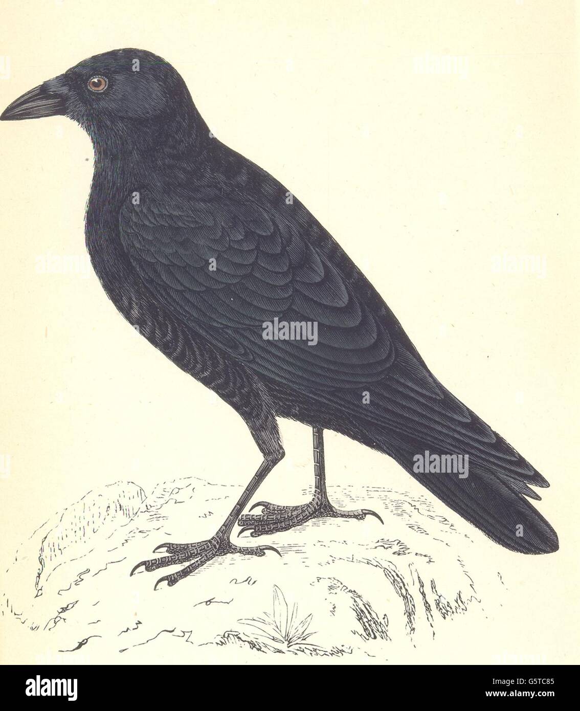 BIRDS: Crow (Morris), antique print 1880 Stock Photo - Alamy