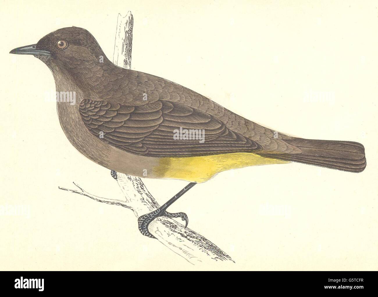 Gold birds hi-res stock photography and images - Alamy