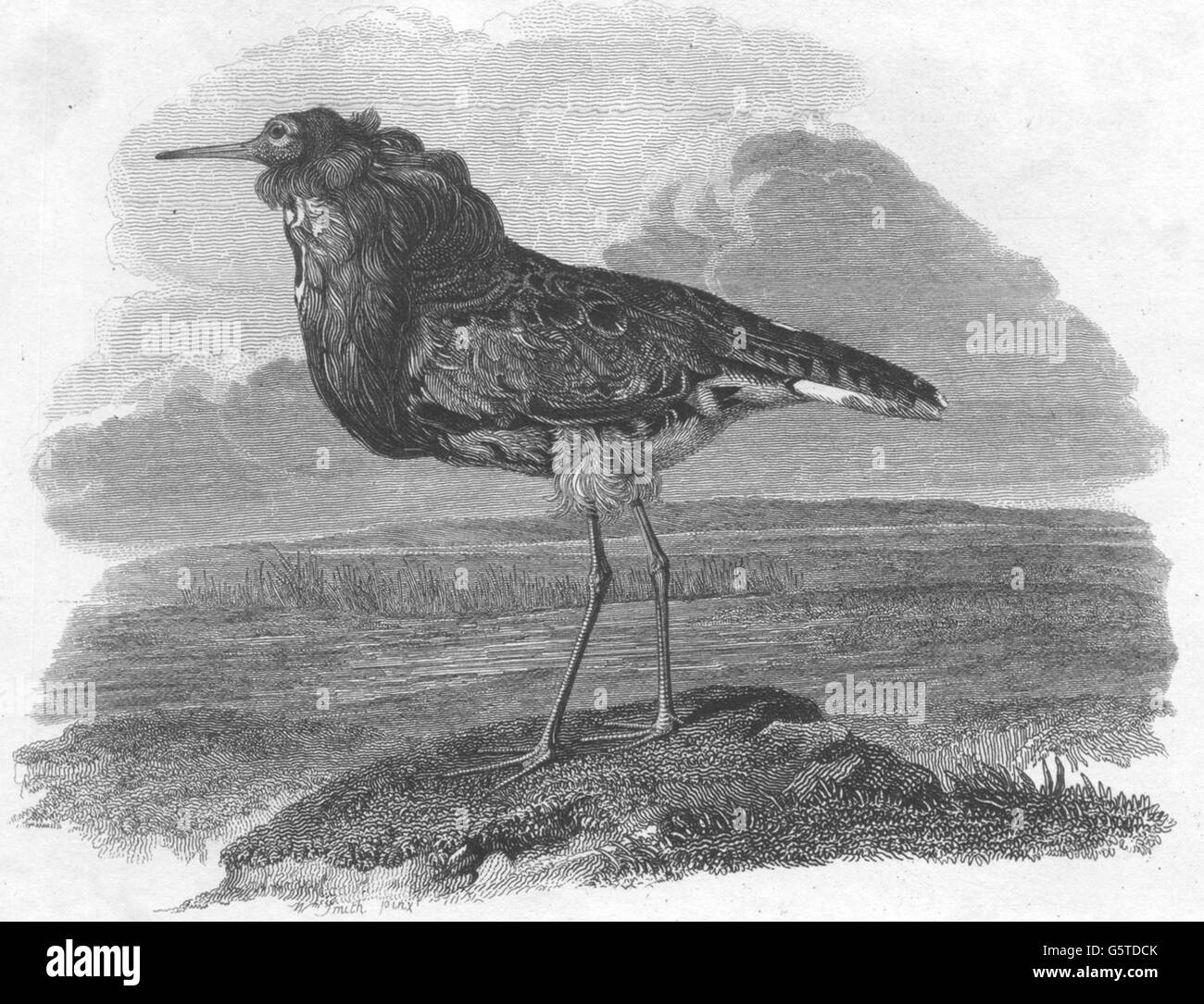 BIRDS: The Ruff: The Ruff, antique print 1833 Stock Photo - Alamy