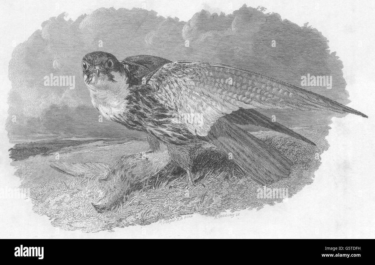 BIRDS: Hawk- The Hobby, antique print 1833 Stock Photo - Alamy