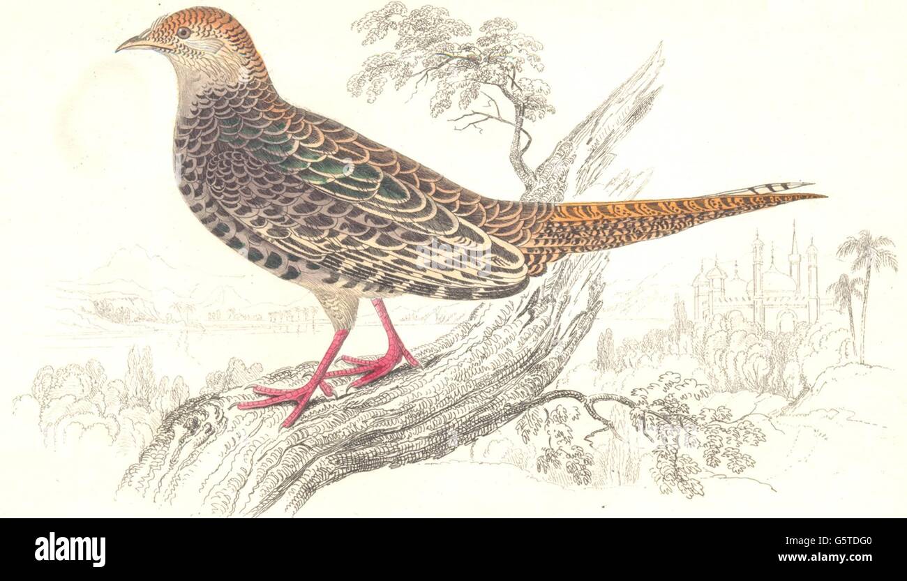 BIRDS: Jardine. Versicolor Pheasant Female. Phasianus Versicolor, print ...