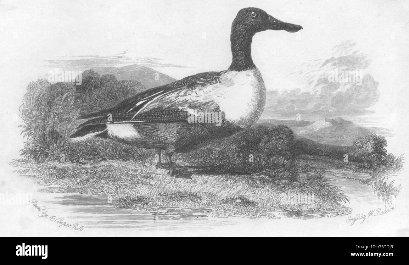 BIRDS: Shoveller Duck: Shoveller, antique print c1835 Stock Photo - Alamy