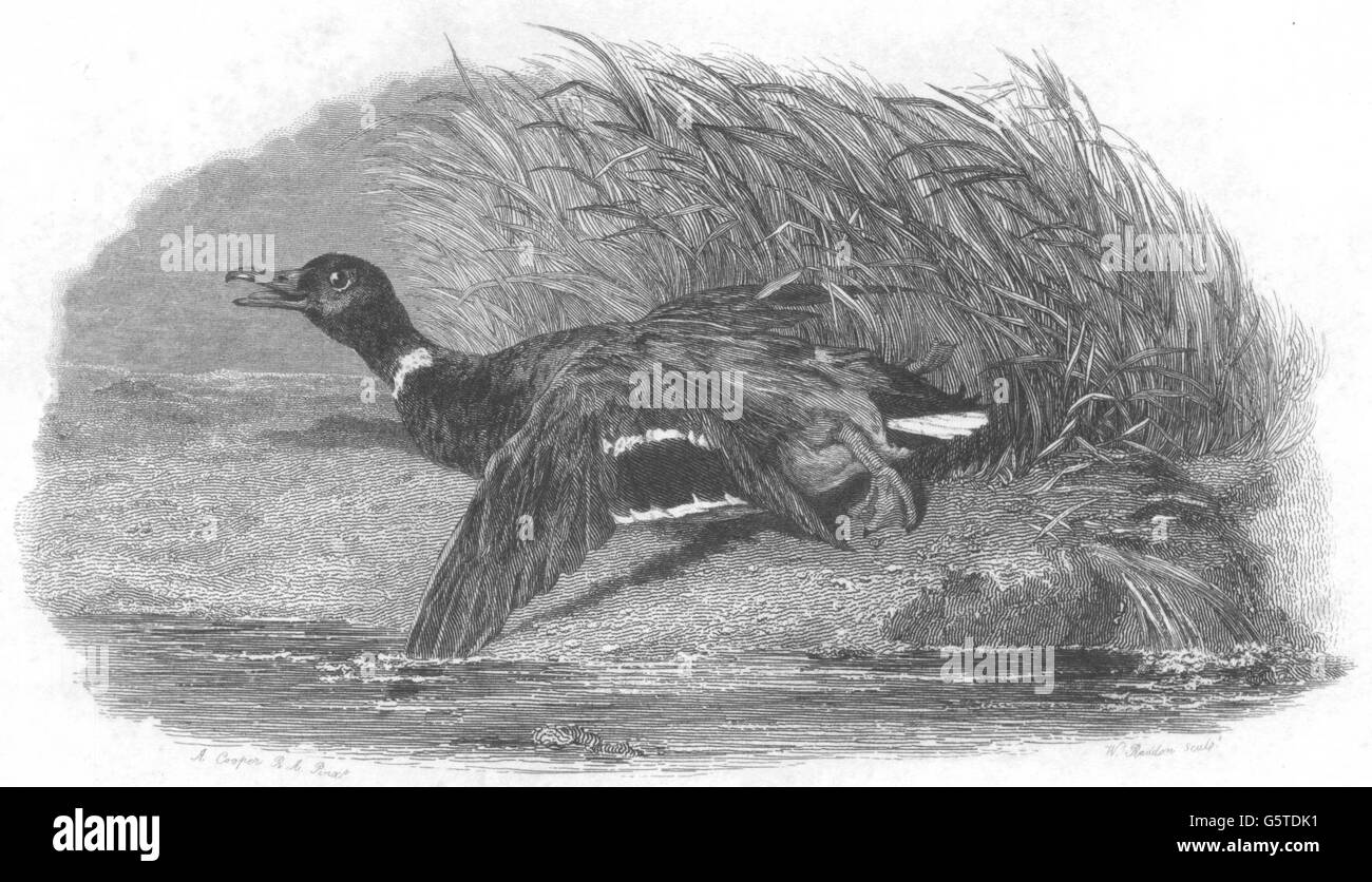 Wounded duck Black and White Stock Photos & Images - Alamy
