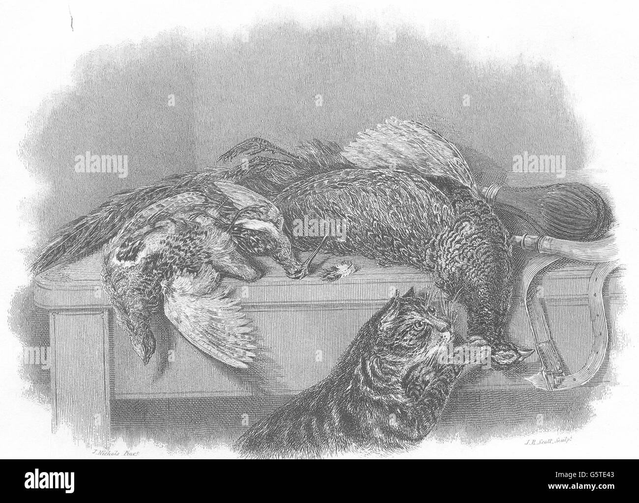 Dead cats Black and White Stock Photos & Images - Alamy