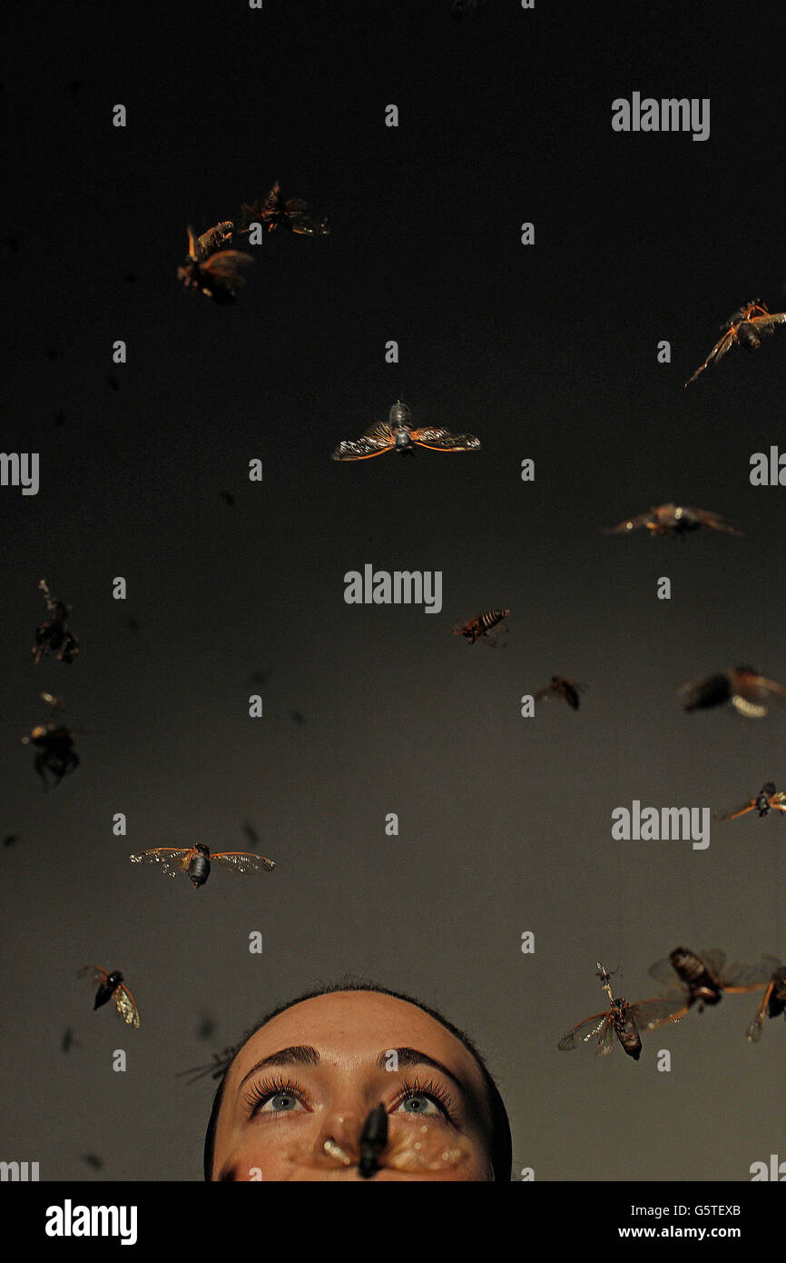 Lucy Whitaker looks at 'Magicicada' , an installation at the Science ...