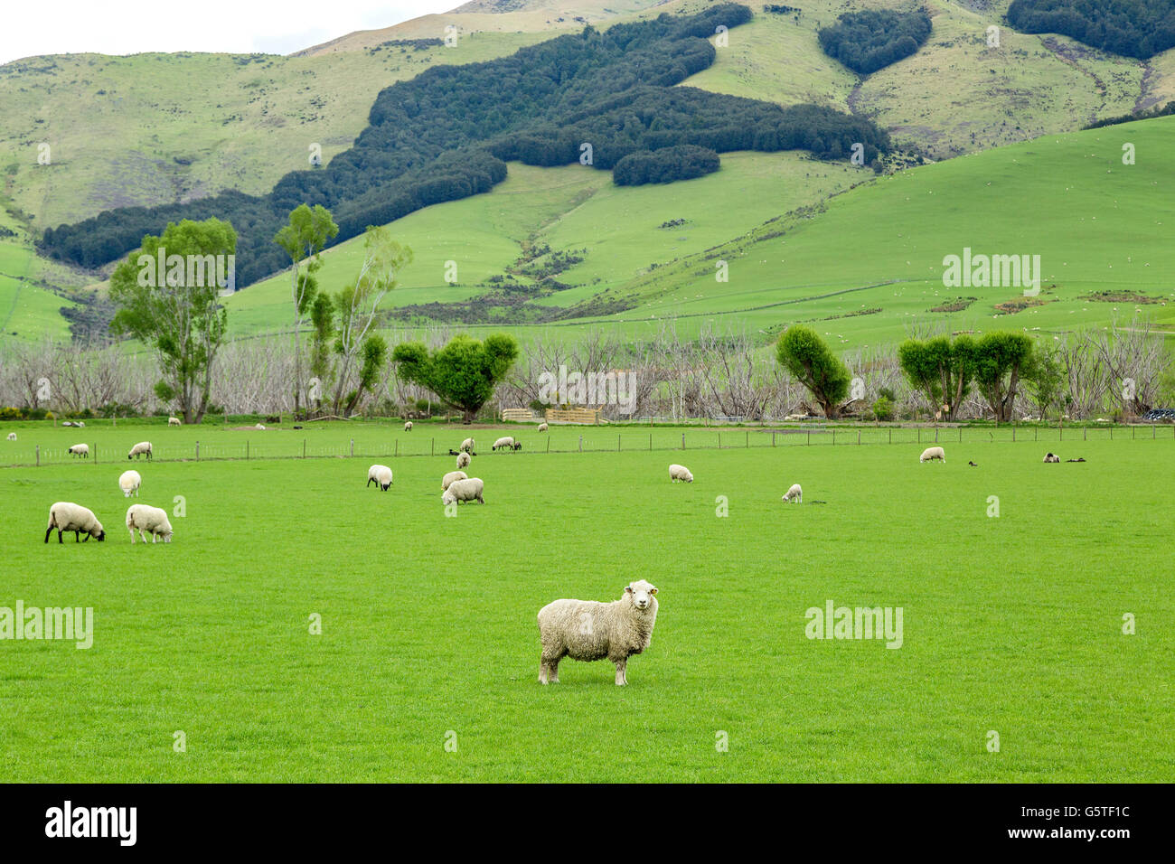 Flock of sheep scattered hi-res stock photography and images - Alamy