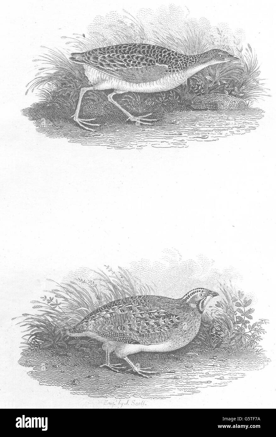 BIRDS: The Corn Crake & Quail. Land Rail Daker Hen. Rural Sports ...