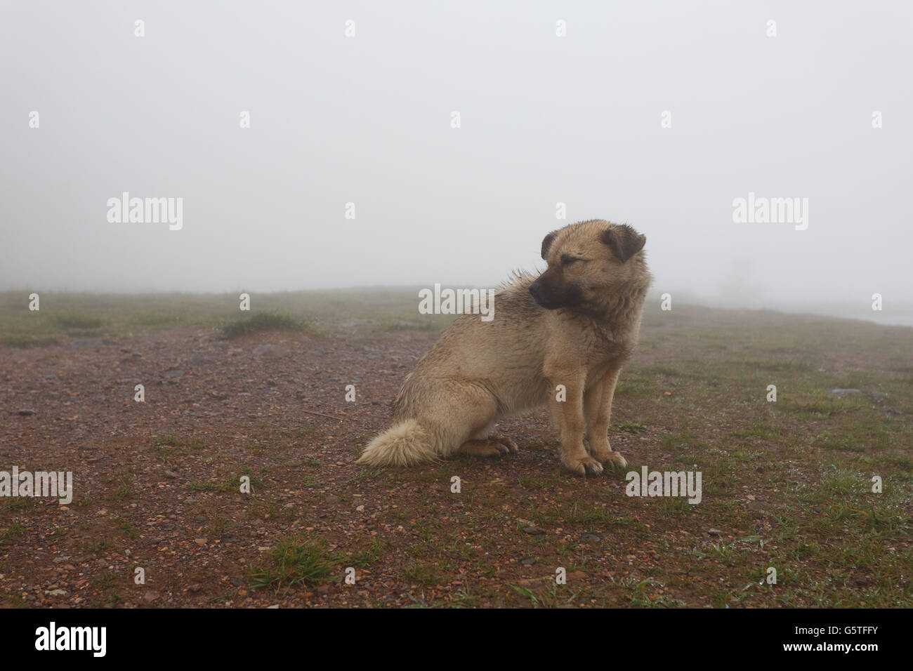 A pale yellow puppy in the heavy fog Stock Photo - Alamy
