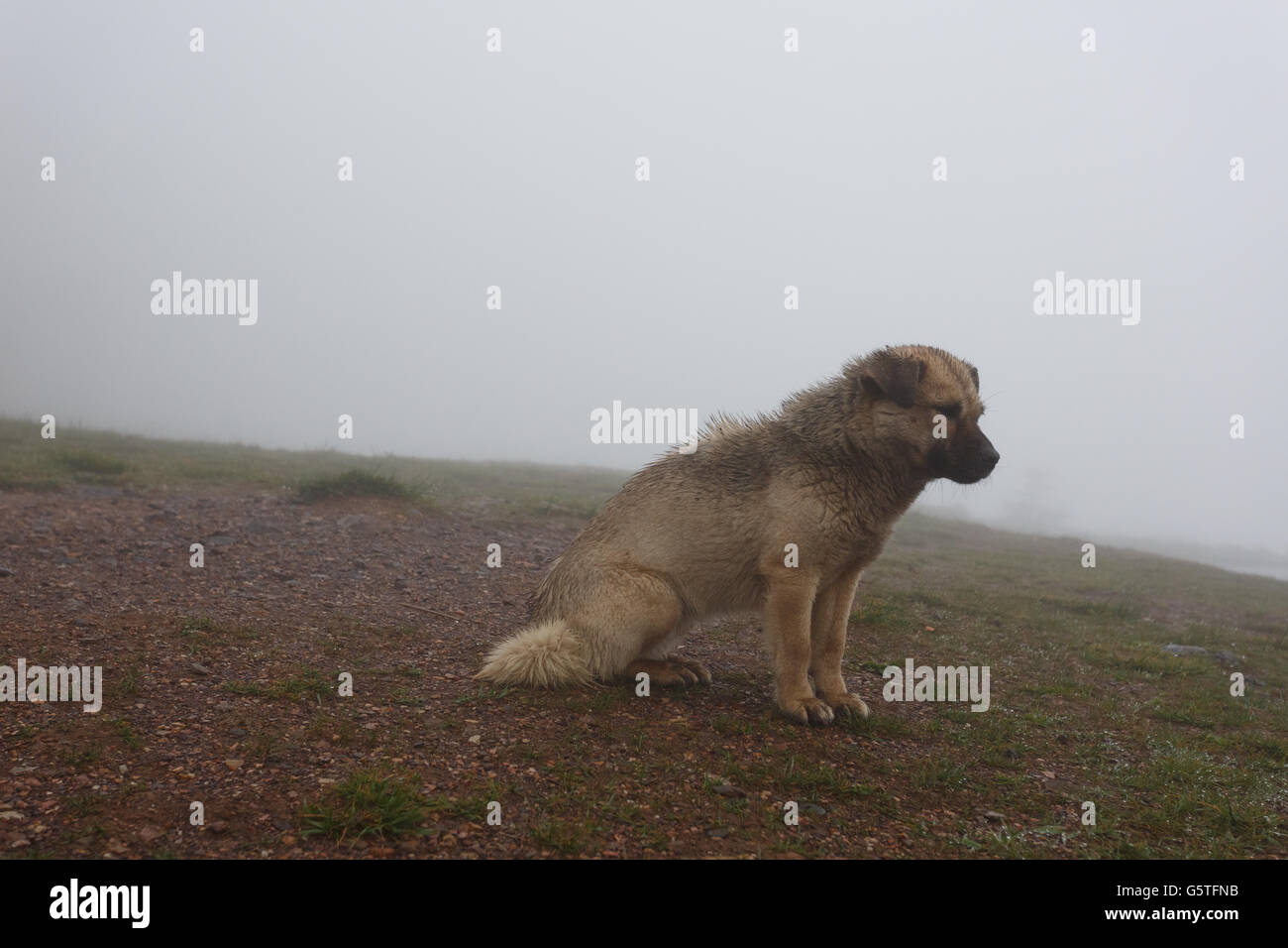A pale yellow puppy in the heavy fog Stock Photo - Alamy