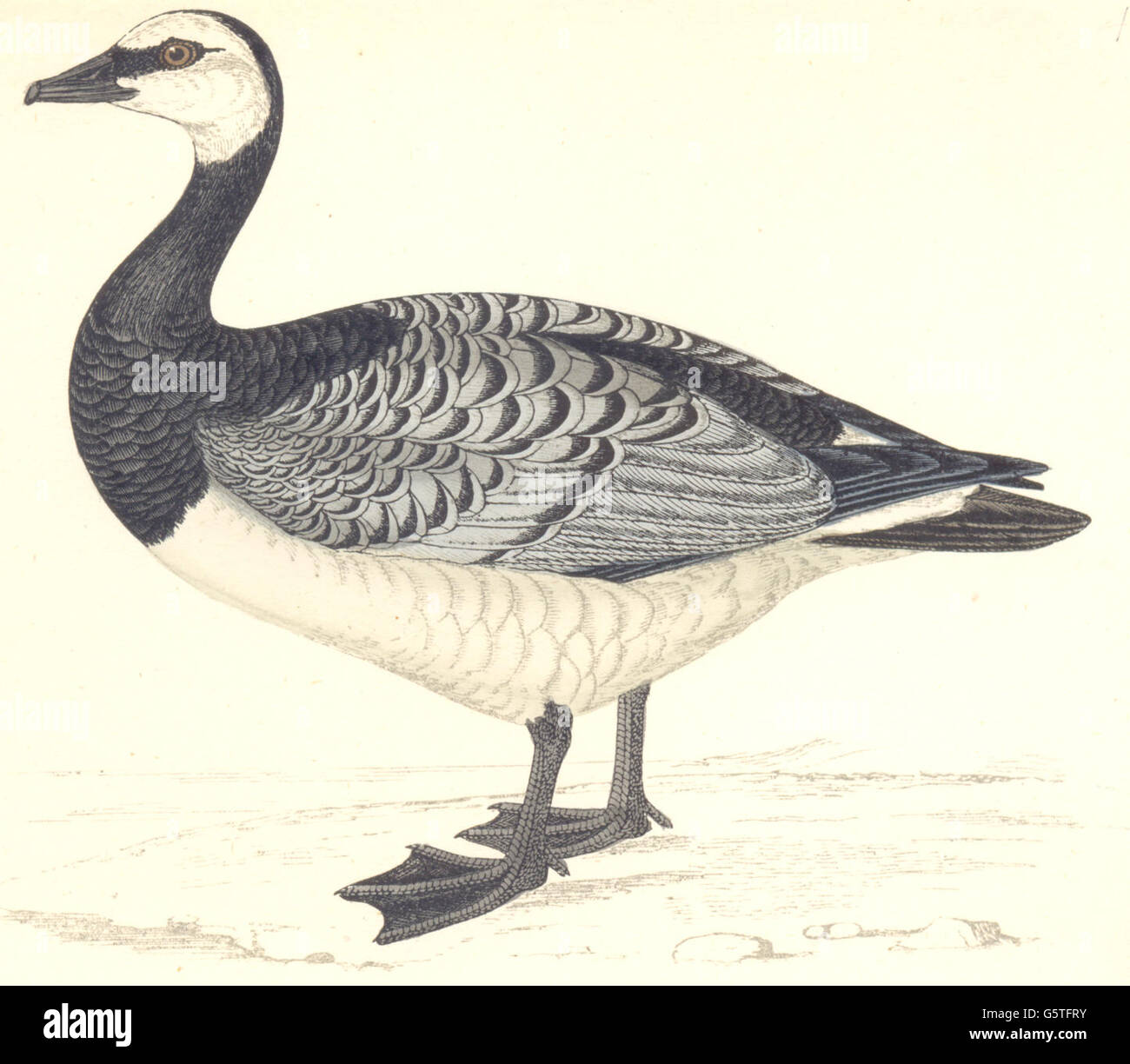 BIRDS: Bernicle Goose (Morris), antique print 1880 Stock Photo - Alamy