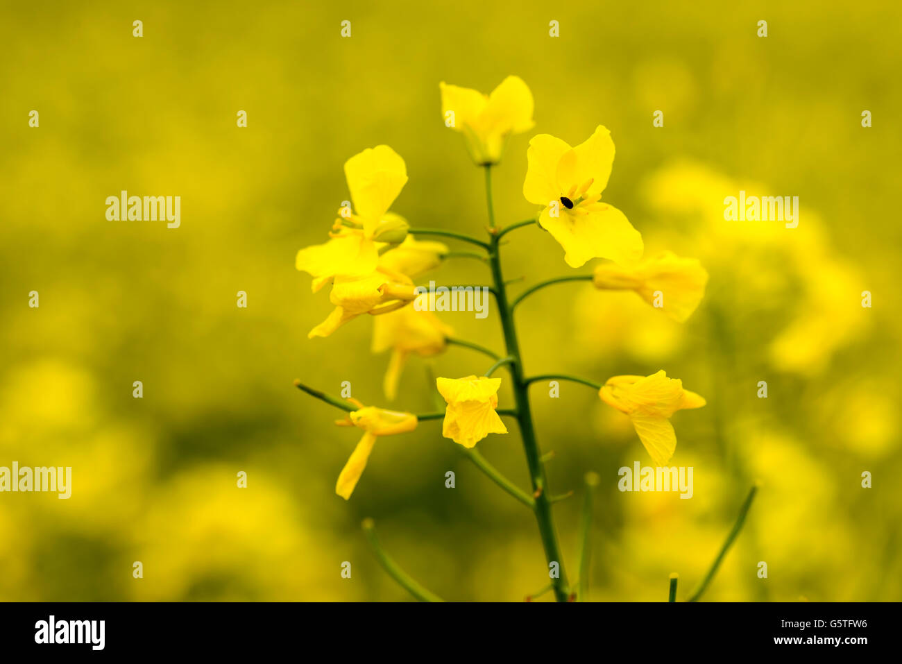 Rapeseed flower hi-res stock photography and images - Alamy