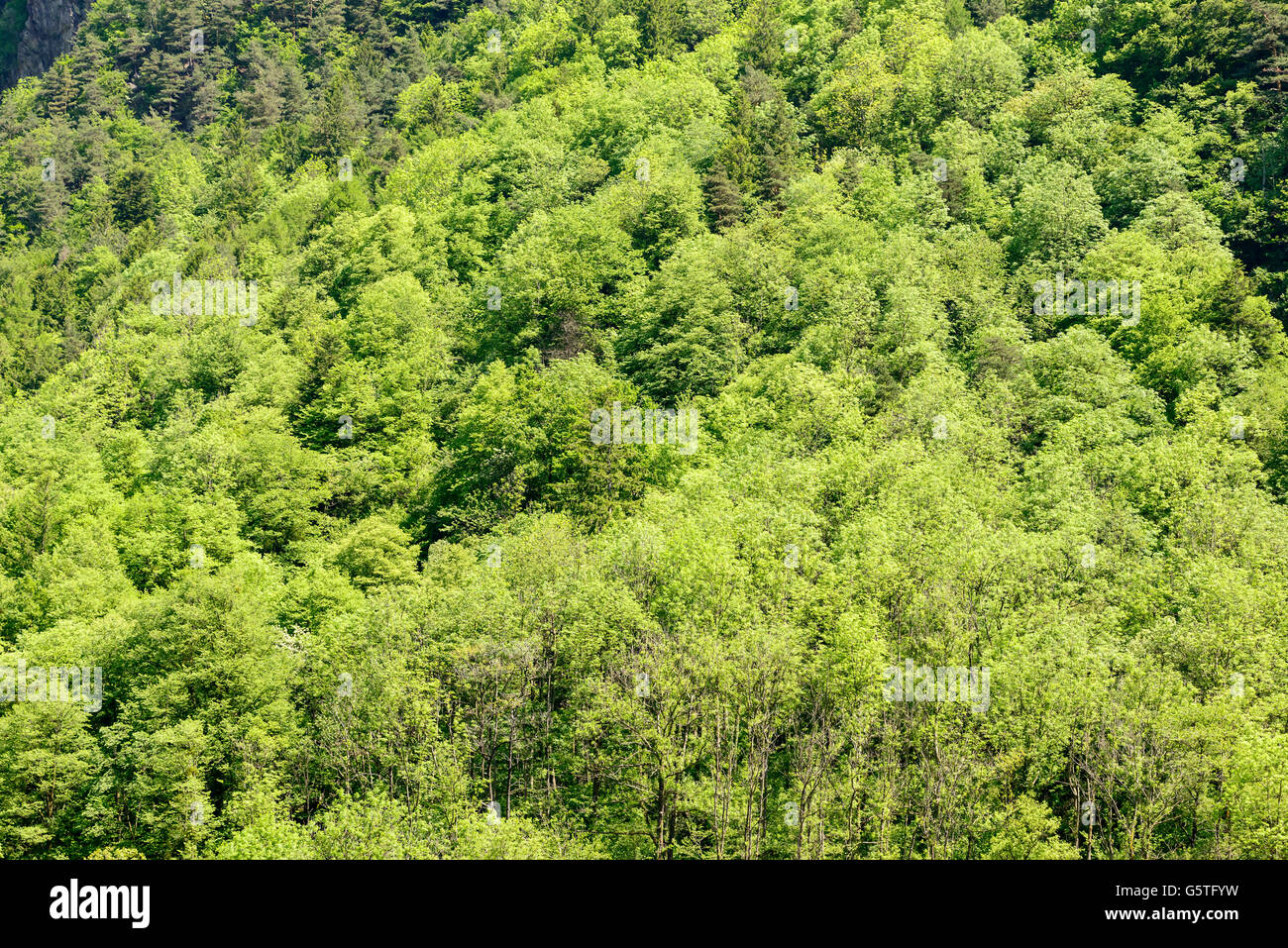 Vegetation texture hi-res stock photography and images - Alamy