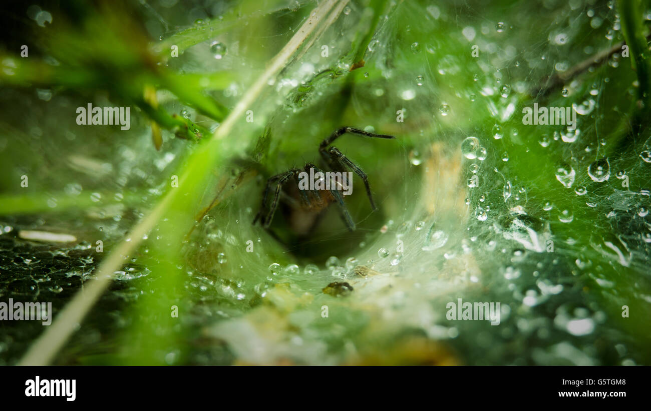 Spider web with water hi-res stock photography and images - Alamy