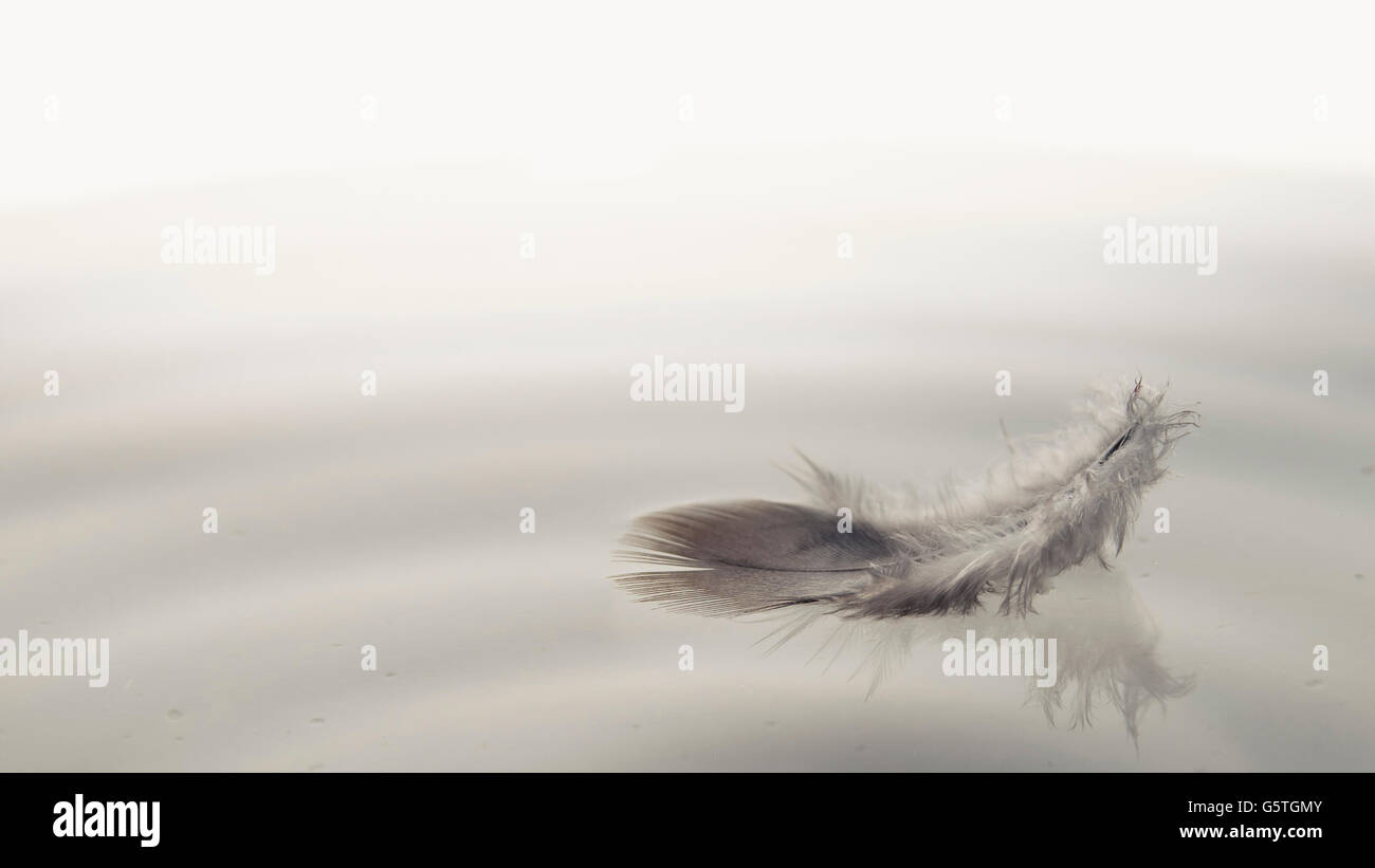 Soft feather hi-res stock photography and images - Alamy