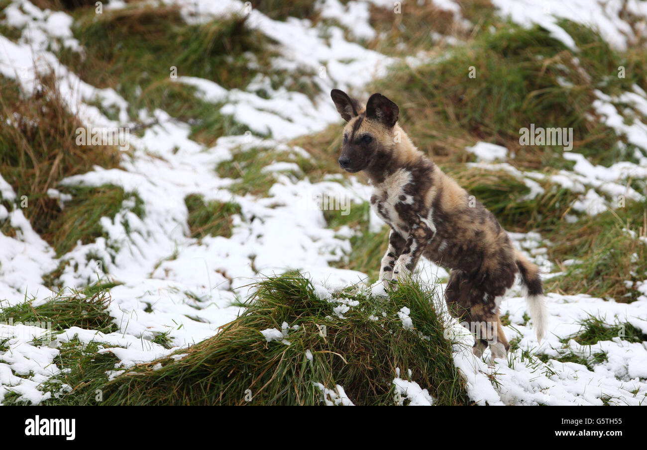 African Painted Dog puppies make debut Stock Photo - Alamy