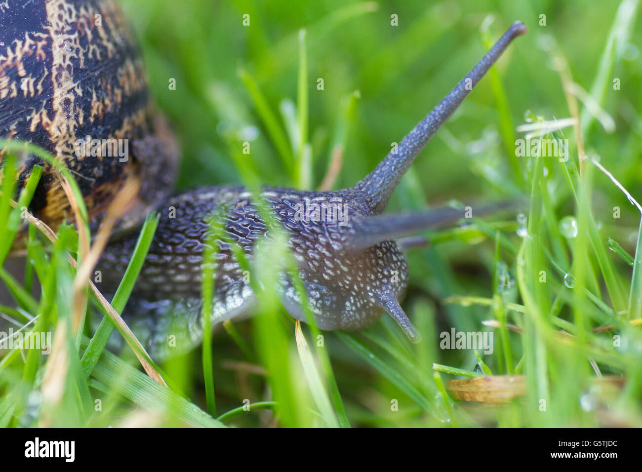 Long spiral shell hi-res stock photography and images - Alamy