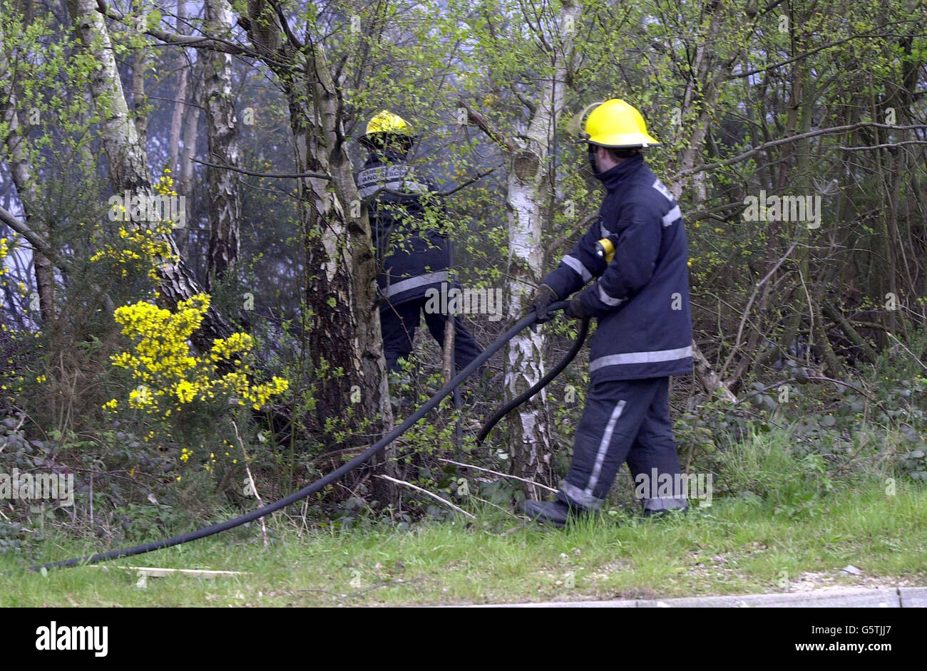 Fire fighters dampen down trees Stock Photo - Alamy