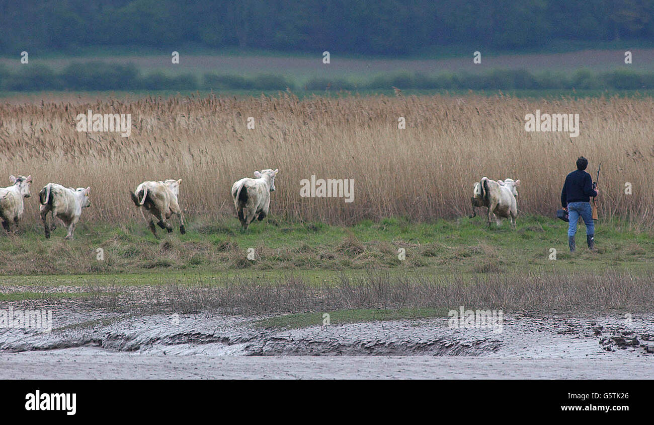Charolais cows escape Stock Photo - Alamy