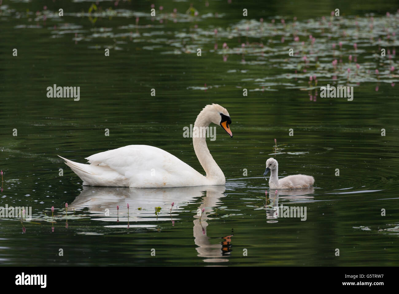 swan and cygnet Stock Photo - Alamy