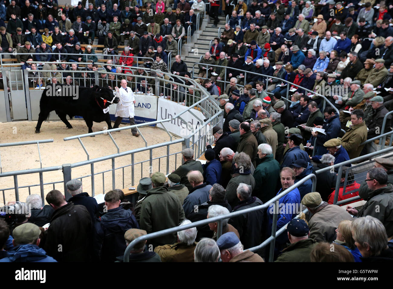 Stirling bull show Stock Photo - Alamy